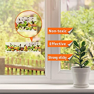 Window Fly Trap (30 Pack) Fruit Fly Trap Indoor | Catch & Kill Houseflies, Flying Insects & Bugs | Non-Toxic Sticky Glue Traps | Beautiful Fruit Design not only as a Fly Trap but Also a Decoration