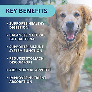 Under the Weather Pet Soft Dog Chew Supplements for Calming and Probiotics | Supports Relaxation and Normal Emotional Balance in Dogs (Probiotics, 60 Count)