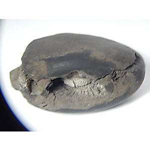 XUETZALCOATL Kumudah Sudarshan Shaligram 1.5cm - 2.5cm from Kali Gandaki 1 pcs