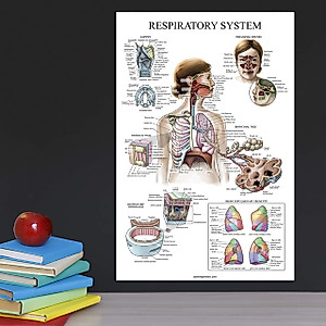 10 Pack - Anatomical Poster Set - LAMINATED - Muscular, Skeletal, Digestive, Respiratory, Circulatory, Endocrine, Lymphatic, Male & Female Reproductive, Nervous System, Anatomy Chart Set - 18" x 24"