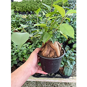 BubbleBlooms Ficus microcarpa Chinese Banyan Bonsai Tree in a 6 inch Pot