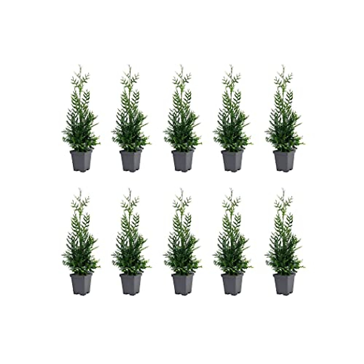 Thuja Arborvitae Green Giant - 10 Live Quart Size Plants - Evergreen Privacy Trees