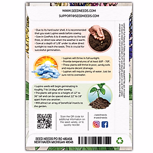 Seed Needs, Mixed Lupine Russell Seeds - 250 Heirloom Seeds for Planting Lupinus polyphyllus - Profuse Colorful Blooms for a Butterfly Garden, Attracts Pollinators (1 Pack)