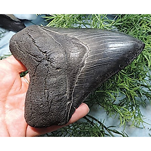 Massive 5 1/4'' Megalodon Tooth. Impressive!!