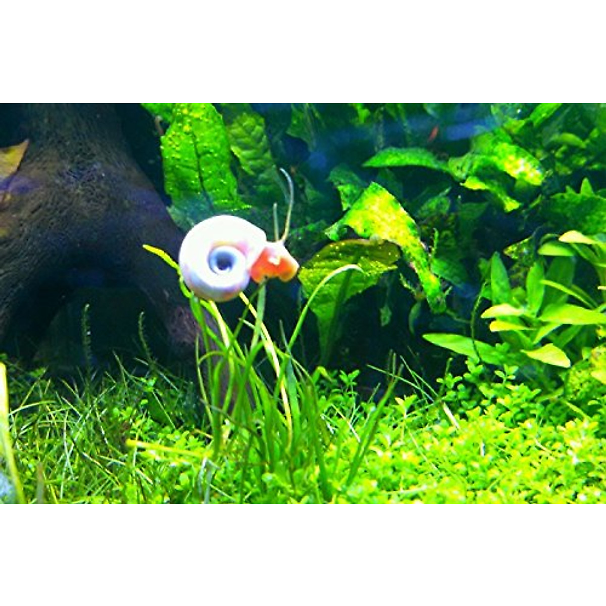 9+ Live Ramshorn Snails Aquarium or Pond, Algae Clean Up! Shipped Daily!