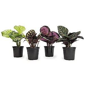 Calathea Prayer Plants Live House Plants Kit (4 PK), Calathea Plant Live Indoor Plants Live Houseplants, Live House Plants Indoors Live Plants Indoor, Live Indoor House Plants Live by Plants for Pets