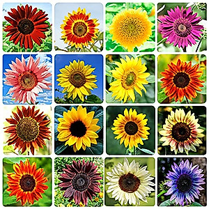 1000+ Sunflower Seeds for Planting Heirloom Non-GMO, Bulk Package of 15 Varieties Mix Seeds, Individually Packaged, Attracts Pollinators