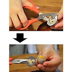 Adecco LLC Pigeon Quail Egg Cutter Scissors Stainless Steel Blades Bird Cutter 2 Pack (Quail Egg Scissor)