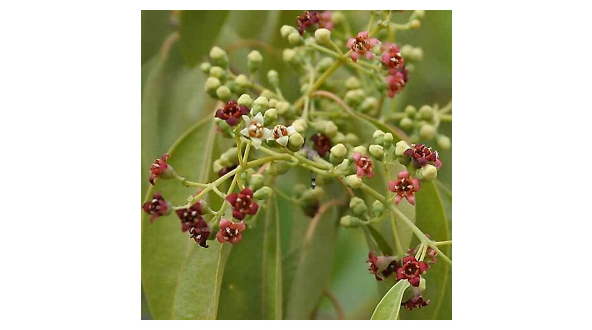 CHUXAY GARDEN Santalum Album Seed,Indian Sandalwood 10 Seeds Exotic ...