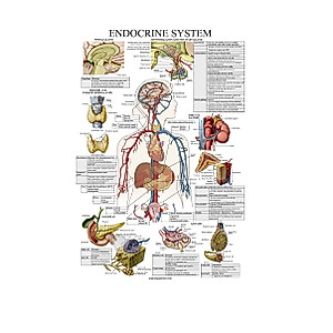 Laminated Endocrine System Anatomical Chart - Endocrine Anatomy Poster (18 x 27)