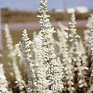 Outsidepride Perennial Salvia Farinacea White Victory AKA Mealy Cup Sage Garden Cut Flowers - 1000 Seeds