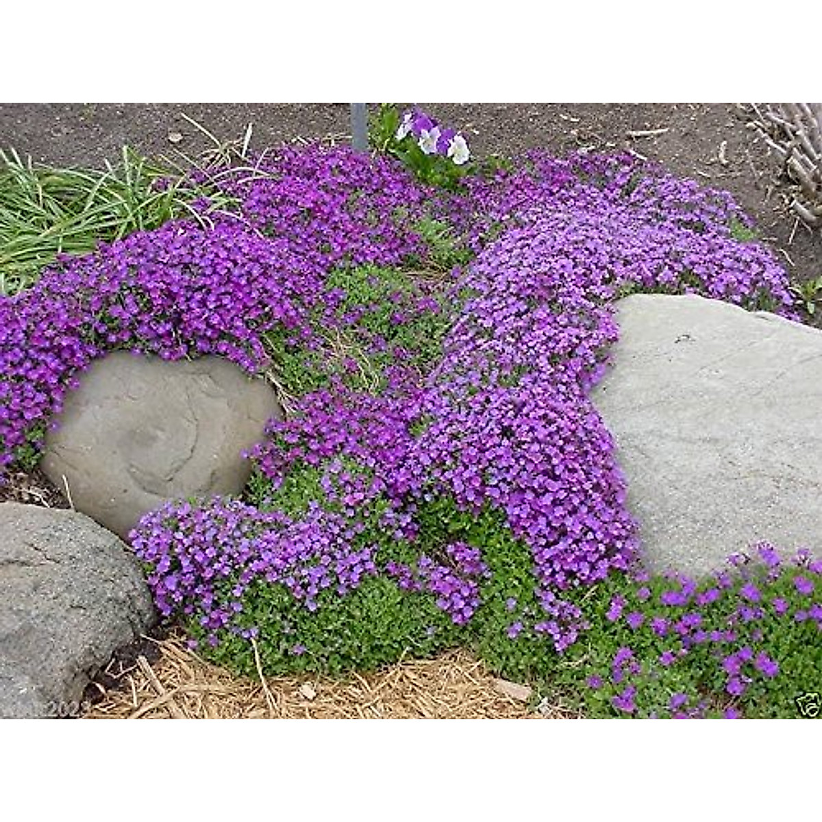 250 Aubrieta Seeds - Cascade Purple Flower Seeds, Perennial, Deer Resistant !