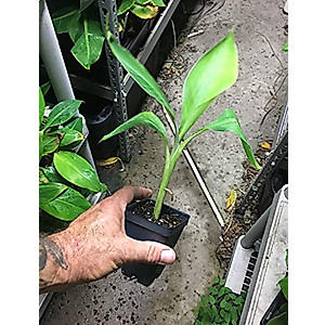 Dwarf Apple Banana - Live Plant - Dwarf Brazillian Banana - Dwarf Hawaiian Apple Banana