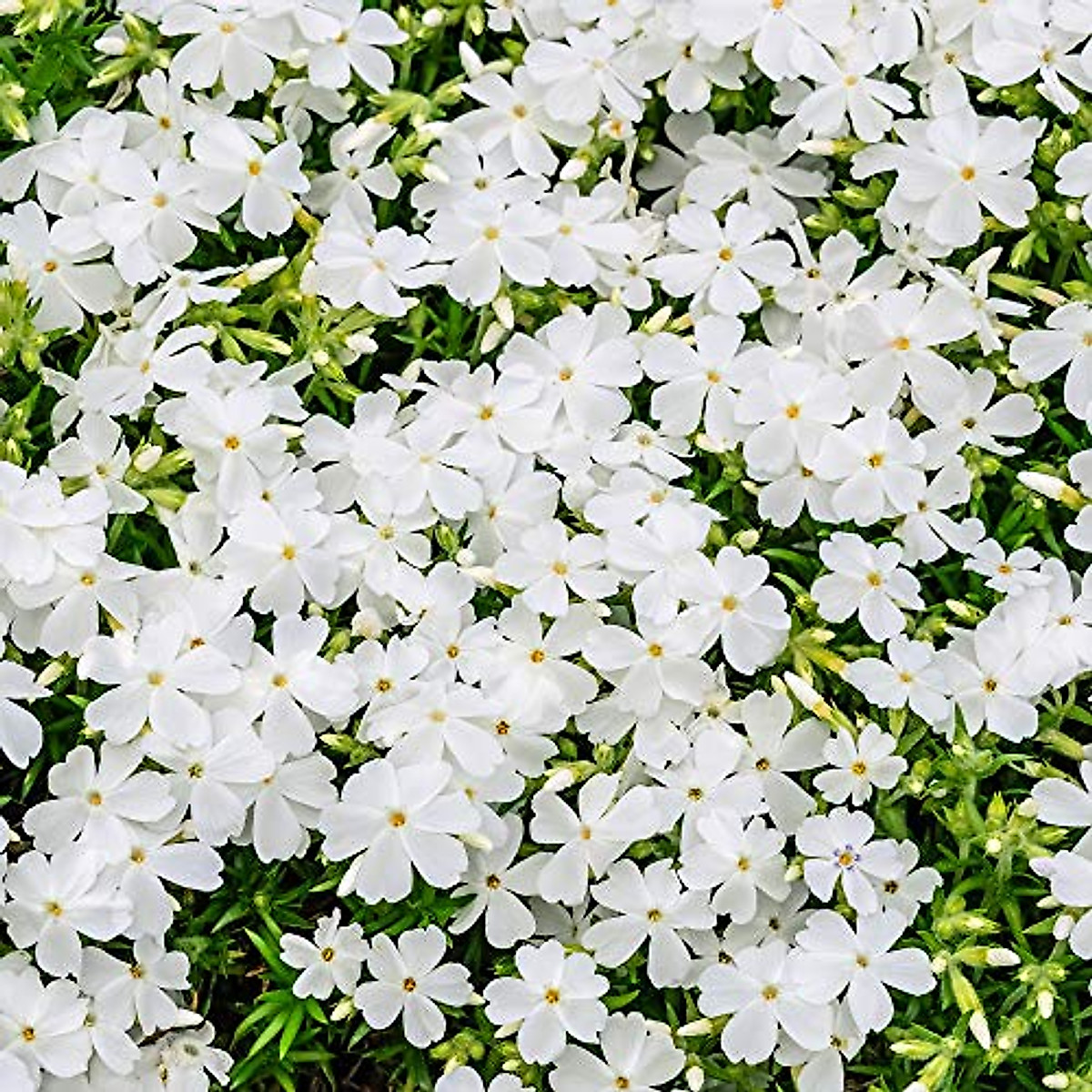 Outsidepride Phlox White Ground Cover, Garden Flowers, Bedding & Container Plants - 1000 Seeds