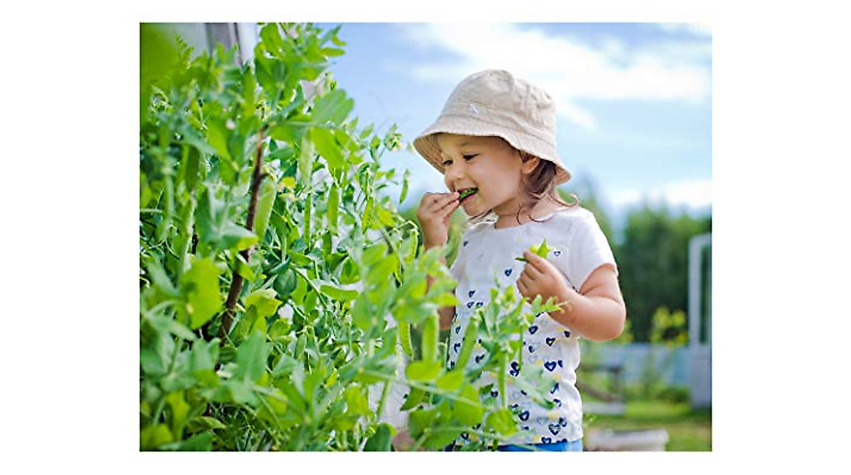 Little Marvel Sweet Dwarf Bush Peas - Easy & Delicious