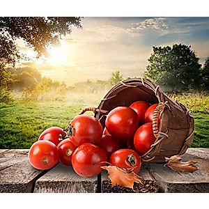 300+ Tomatoes Seeds for Planting, 6 Variety Pack Heirloom Non-GMO Small Cherry Tomato, Golden Jubilee, Black Tomato, Yellow Pear, Roma Tomato, Beefsteak Slicing Tomato