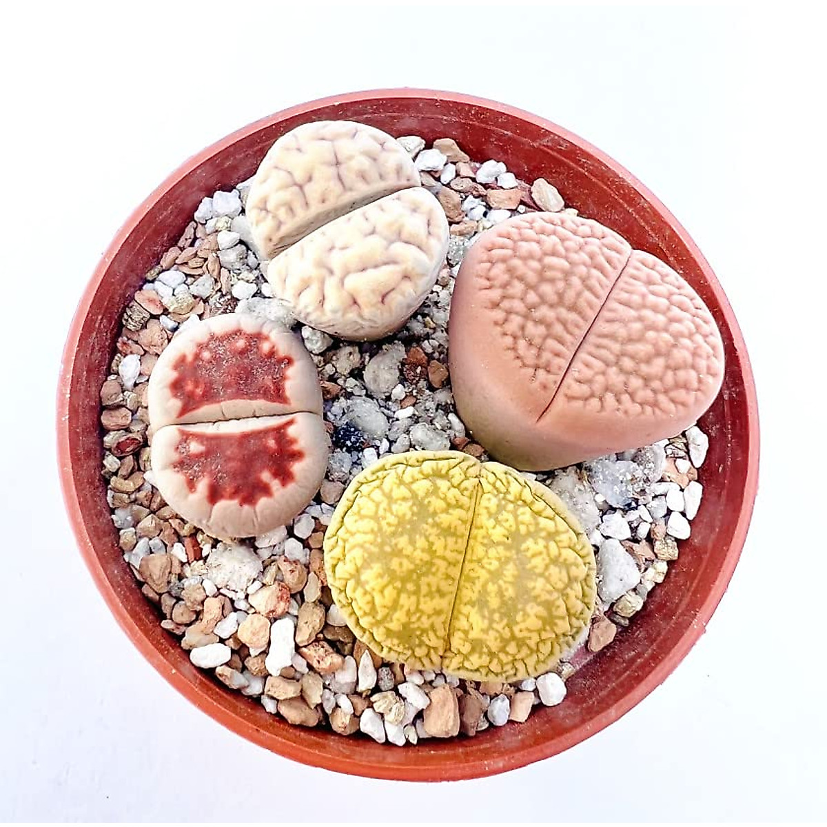 Pack of 8 Live Exotic Lithops Plant Medium Size 2 Years Old Rare Living Stone Seedling Perfect Terrarium Addition