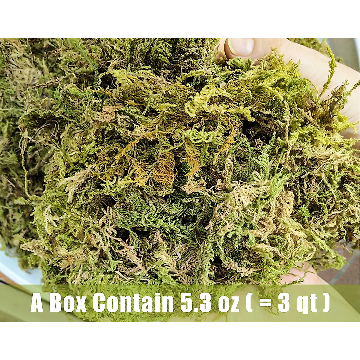 O-FarFarm Dried Forest Moss for Plants 5.3oz / 3qt, Green Orchid Sphagnum Moss, Long Fibered Dried Moss for Succulents Garden Flowers Pot and Reptiles