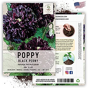 Seed Needs, Black Peony Poppy Seeds - 500 Heirloom Seeds for Planting Papaver paeoniflorum - Beautiful Dark Burgundy Flowers (1 Pack)