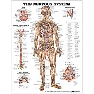 The Nervous System Anatomical Chart