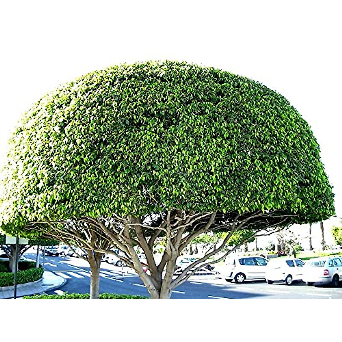 Ficus Benjamina Bonsai Weeping Fig Tree 20+ Seeds for Planting Non-GMO Houseplant