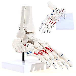 SKUMOD Human Foot and Ankle Skeletal Model with Tibia and Fibula parts, Flexible Foot Bone Structure Model
