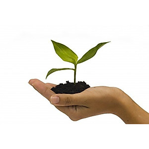 Cassava Twins 1 Month Supply Organic Cassava Root - Fertility Supplement for Twins - Vitamin for a Natural Pregnancy