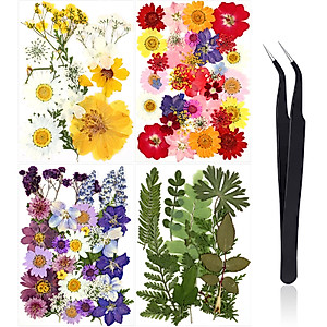 Real Dried Pressed Flowers Resin Leaves Natural Pressed Chrysanthemum Daisy Flowers with Tweezers for Scrapbooking DIY Candle Decoration Jewelry Crafts Making(Classic Style)