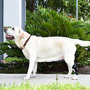 Dog leg Braces for back leg Injuries - Customizable - Lightweight, Secure Dog Ankle Brace back leg for Sprains, Torn Ligaments, and Post-Op - Promotes Faster Recovery - Reduce Pain (Small, Right)