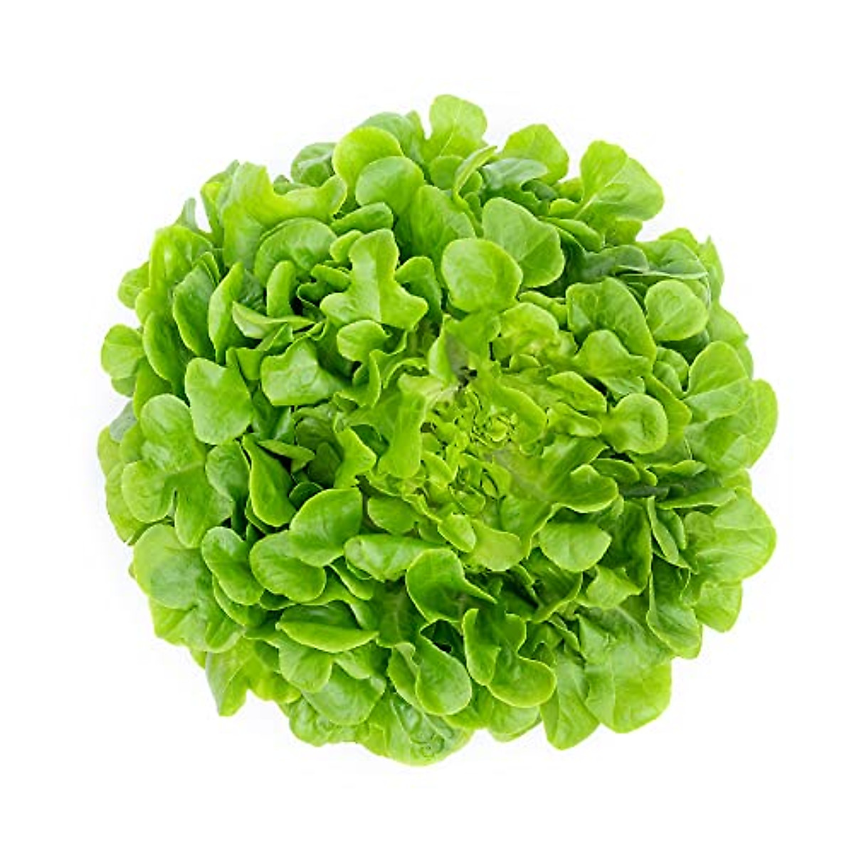 Oakleaf Leaf Lettuce Seeds for Planting, 1000+ Heirloom Seeds Per Packet, (Isla's Garden Seeds), Non GMO Seeds, Botanical Name: Lactuca Sativa, Great Home Garden Gift