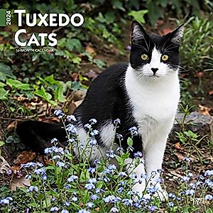 Tuxedo Cats | 2024 12 x 24 Inch Monthly Square Wall Calendar | BrownTrout | Animals Kittens Feline