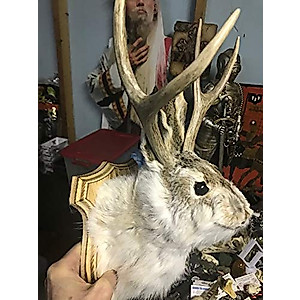 Jackalope Shoulder Head Mount Taxidermy Mounted 4 Point Antlers Professionally Done (Bailey)