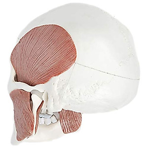Axis Scientific 3-Part Human Skull Model with Masticatory Muscles, Life Size Skull Cast from Real Human Bones Shows Range of Motion of Jaw