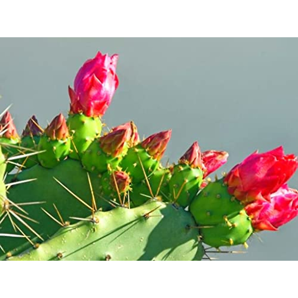 Yunaksea 3 Spineless Prickly Pear Cactus Pads for Planting Indoor, 4 Inc to 5 Inc Tall, Succulents Plants Live