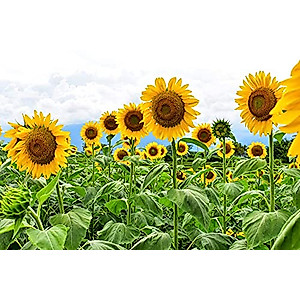 Skyscraper Sunflower Seeds for Planting | 100+ Seeds | Huge 15-20 feet Tall with Giant Sunflowers | Made in USA, Ships from Iowa