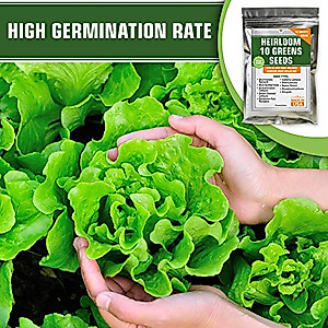 Heirloom Non-GMO Lettuce and Greens Seeds Variety Pack for Outdoor and Indoor Gardening & Hydroponics, 5000+ Seeds - Kale, Butter, Oak, Spinach, Romaine Bibb & More