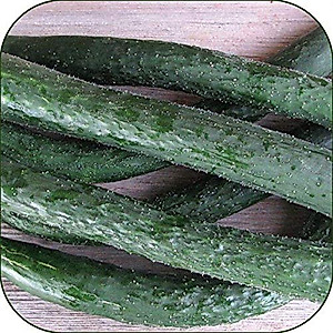Japanese Long Burpless Cucumber Seeds - Sooyow Nishiki Green Non-GMO (25 - Seeds)