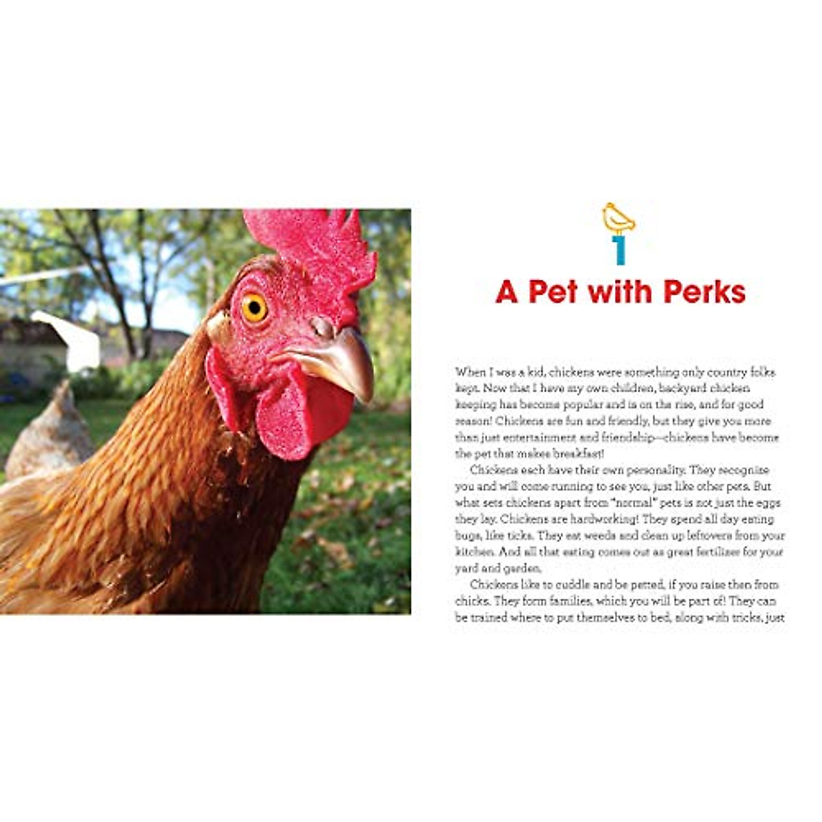 Keeping Chickens: A Kid's Guide to Everything You Need to Know about Breeds, Coops, Behavior, Eggs, and More!