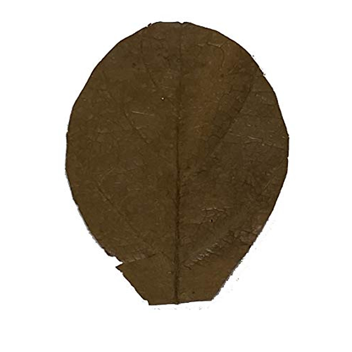 Awesome Aquatic Betta/Shrimp Leaves 25 Mini 2" Premium Catappa Indian Almond Leaves Natural Habitat Tannin Producing Improves Immunity, Easy to USE