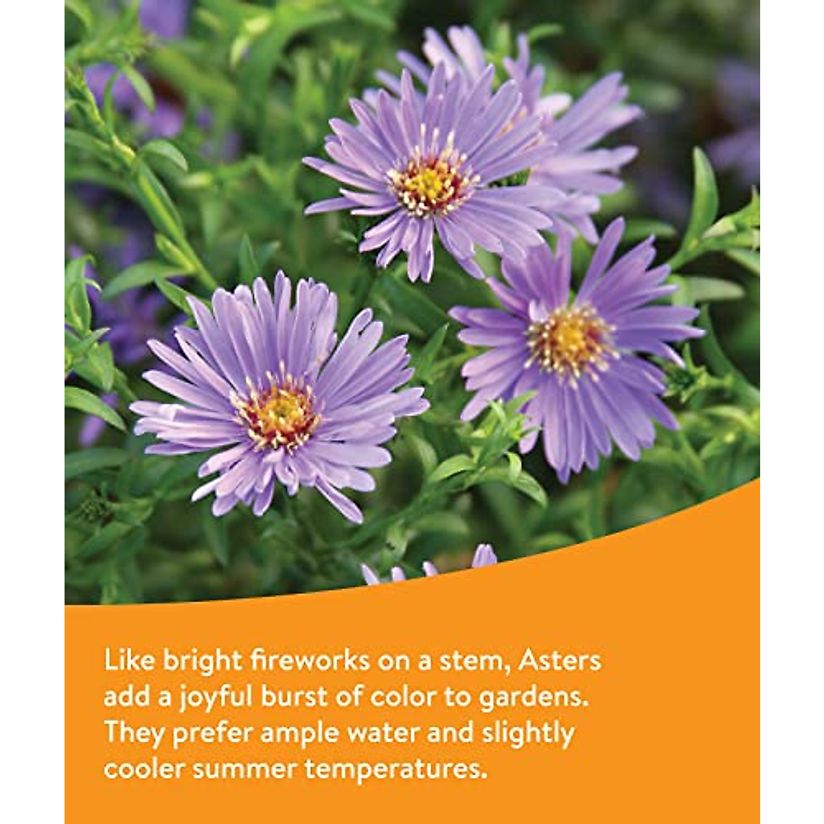 Burpee Wildflower Seed Mix for Pollinators