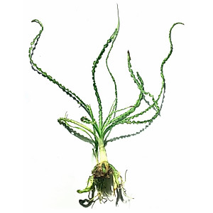 Marcus Fish Tanks Crinum Calamistratum Easy to Grow Hardy Live Aquarium Plant Betta Fish Plants