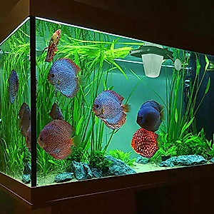 Fischuel Aquarium Feeding Ring Floating Rings Food Feeder Feeding Trough Square with Suction Cup for Fish Feeder with Blood Worms Meal Worms