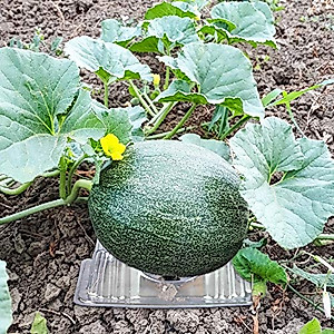 kemengsuer 100 Pieces Plastic Melon Cradle, Fruit & Vegetable Cradle Stands, Holds up to 20 lbs, Clear Plastic Melon Support Cradle for Keep Watermelon Off of The Ground(13.5 x 10.5cm/5.11 x 4.13inch)