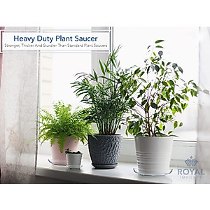 Royal Imports 6" Clear Plastic Saucer Plant Drip Tray, Low Pie Plate, Floral Flower Dish, Wedding, Party, Home and Holiday Decor, 24 Pack