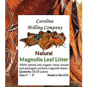 Magnolia Leaf Litter, 30-35 Premium Whole Natural Organic Hand Picked Leaves for Bioactive Enclosures, Reptiles, Amphibians