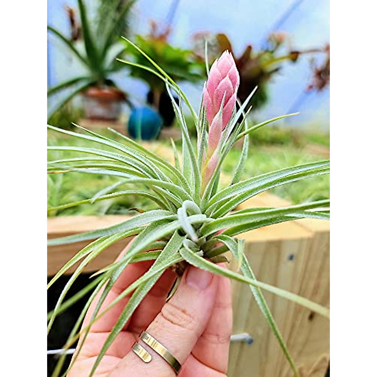 Large Air Plants - 1 Hybrid No. 1-4 to 6 Inch Air Plant - Color & Form Varies by Season - 30 Day Guarantee on Tillandsia from The Drunken Gnome (1, One Size 4-6")