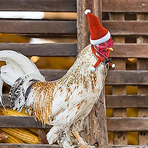 GABraden 2 Pack Christmas Chicken hat and Christmas Chicken Scarf,Adjustable Christmas Chicken Hat,Christmas Clothes for Chicks and hens (2-Red, Christmas)
