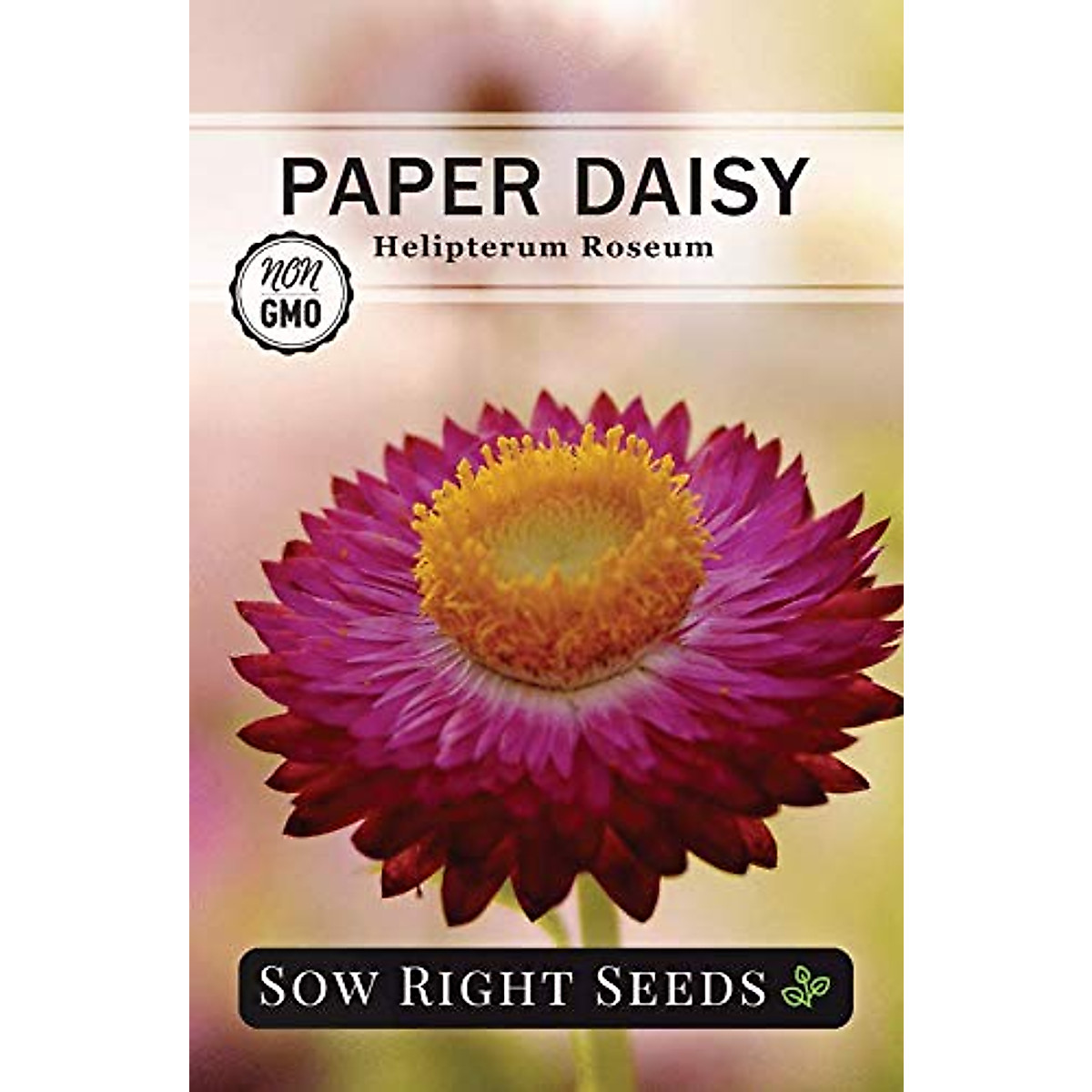 Sow Right Seeds - Daisy Flower Seed Collection for Planting - Attract Pollinators - Beautiful Annual and Perennial Flowers to Plant in Your Home Garden - Non-GMO Heirloom Seeds - Great Gardening Gift