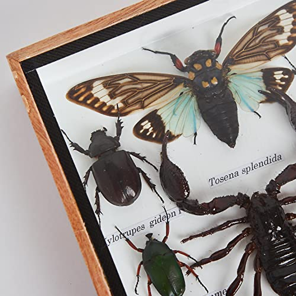 9 Real MIXS Very Rare Insect Taxidermy Set in Boxes Display for Collectibles