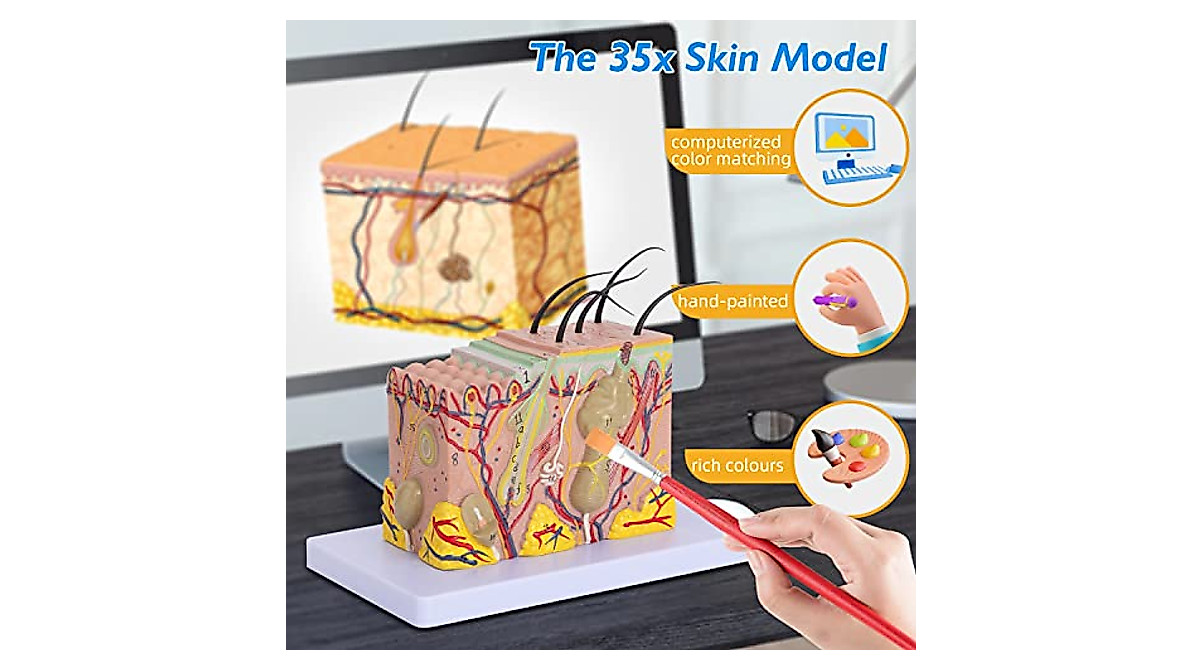 faruijie Human Skin Model 35x - 35 Times Skin Structure Anatomical ...